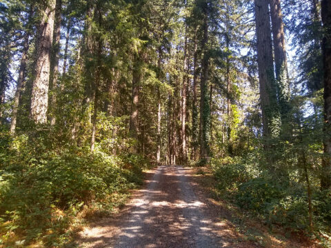 When my yard grows up - Greg Alder's Yard Posts: Southern California ...