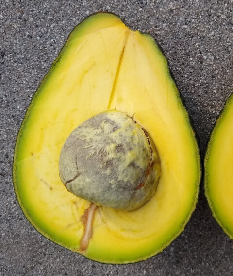 Growing avocado trees from seed - Greg Alder's Yard Posts: Southern ...