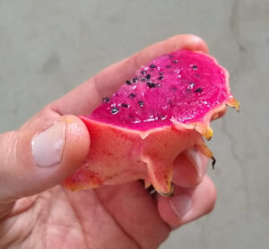 Growing dragon fruit in Southern California - Greg Alder's Yard Posts ...