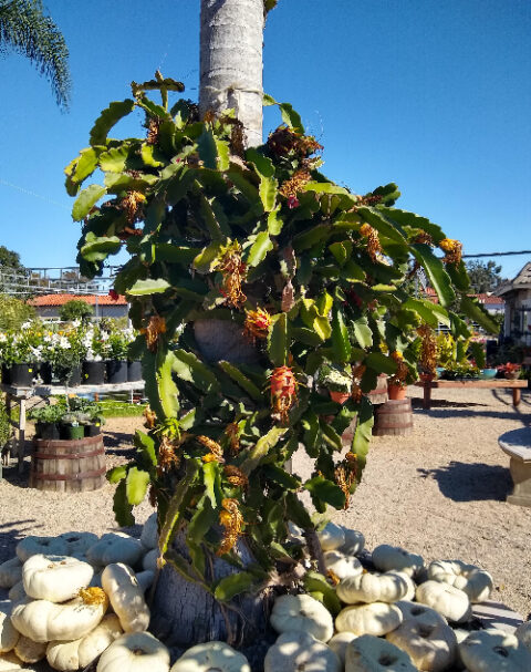 Growing dragon fruit in Southern California - Greg Alder's Yard Posts ...