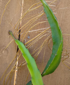 Growing dragon fruit in Southern California - Greg Alder's Yard Posts ...