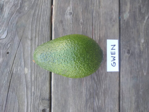 What happened to the Gwen avocado? - Greg Alder's Yard Posts: Southern ...