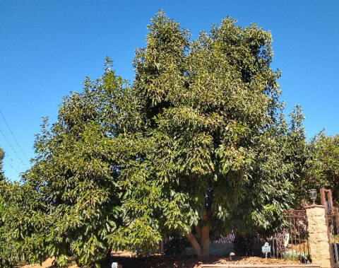 What happened to the Gwen avocado? - Greg Alder's Yard Posts: Southern ...