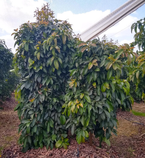 Growing avocados in California's Central Valley - Greg Alder's Yard ...