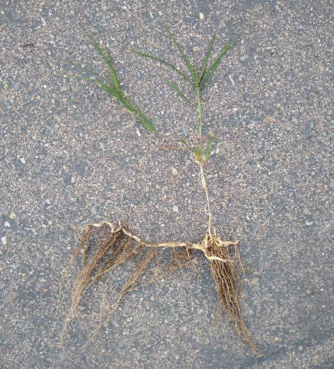 Removing Bermuda grass - Greg Alder's Yard Posts: Southern California ...