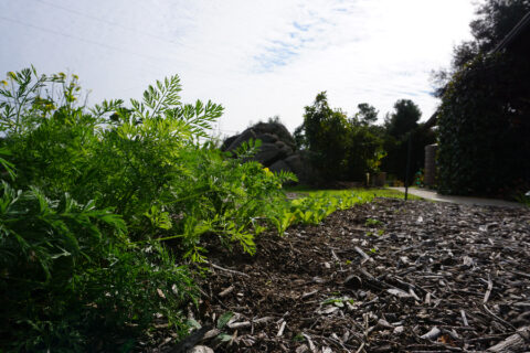 Growing vegetables in raised boxes - Greg Alder's Yard Posts: Southern ...