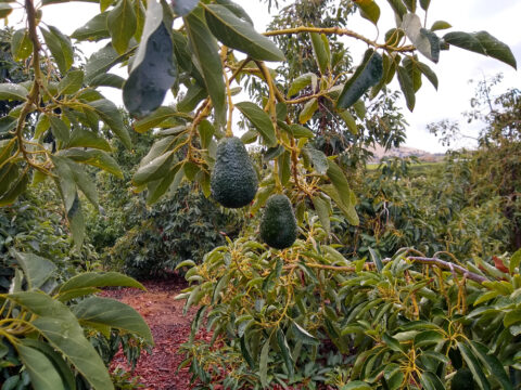 Growing avocados in California's Central Valley - Greg Alder's Yard ...
