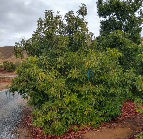 Growing avocados in California's Central Valley - Greg Alder's Yard ...