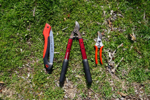Tools for pruning fruit trees - Greg Alder's Yard Posts: Southern ...