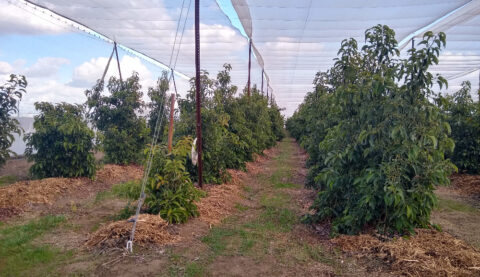 Growing avocados in California's Central Valley - Greg Alder's Yard ...