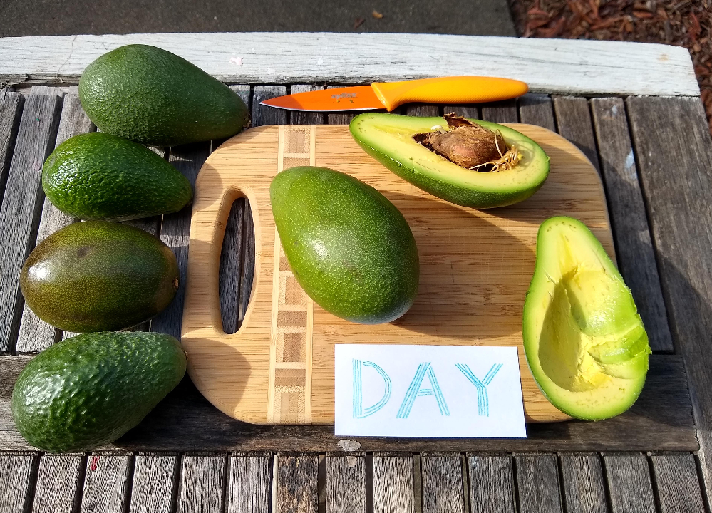 Day avocado: a profile - Greg Alder's Yard Posts: Southern California ...