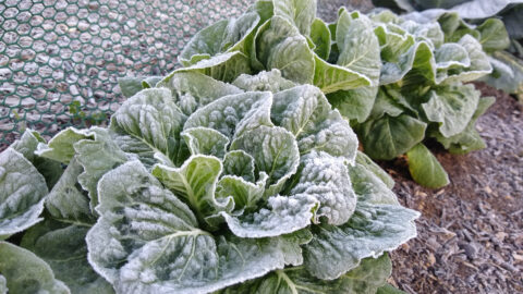 What to do in a Southern California garden in January - Greg Alder's ...