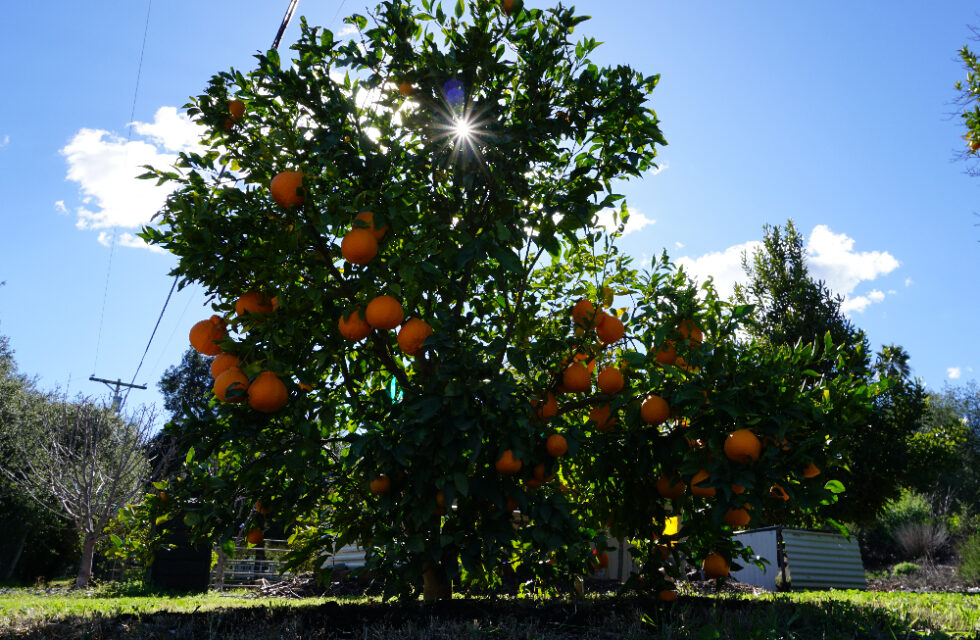 The Shiranui mandarin tree: a profile - Greg Alder's Yard Posts ...