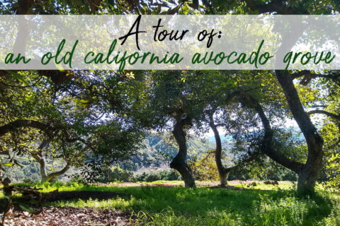 Old California avocado grove tour - Greg Alder's Yard Posts: Southern ...
