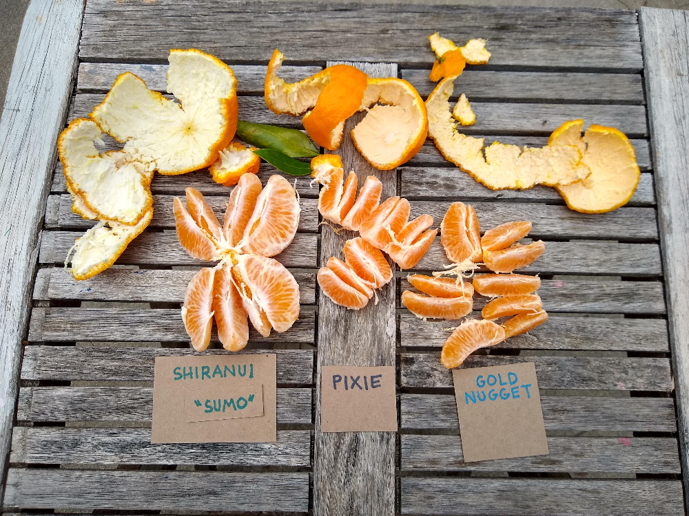 Shiranui, Pixie, and Gold Nugget mandarin taste comparison - Greg Alder ...