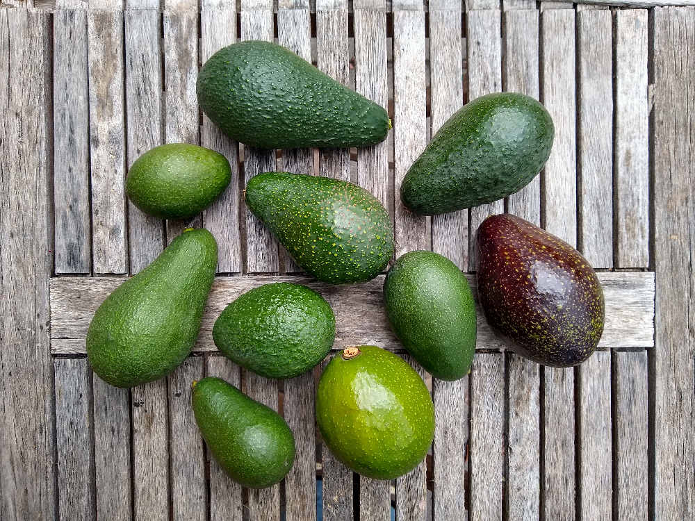 Avocado adventure box - Greg Alder's Yard Posts: Southern California ...