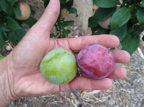 The Perfect Fruit by Chip Brantley: a book review - Greg Alder's Yard ...