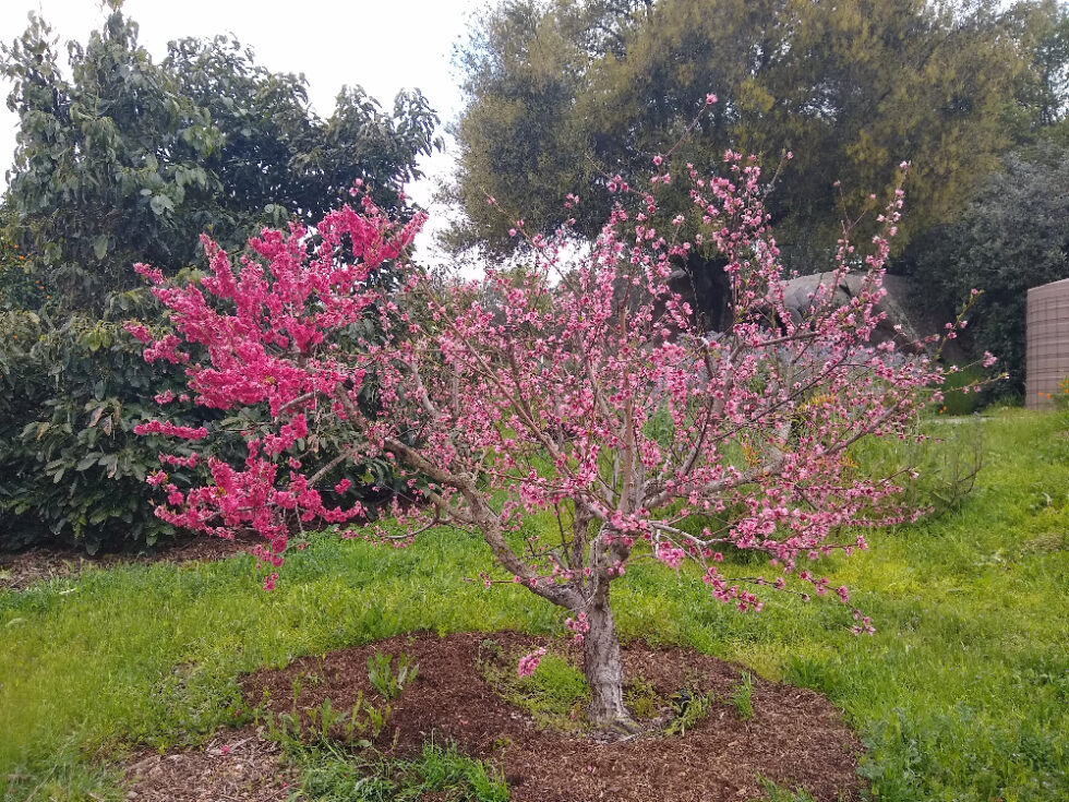 Growing multi-graft fruit trees - Greg Alder's Yard Posts: Southern ...