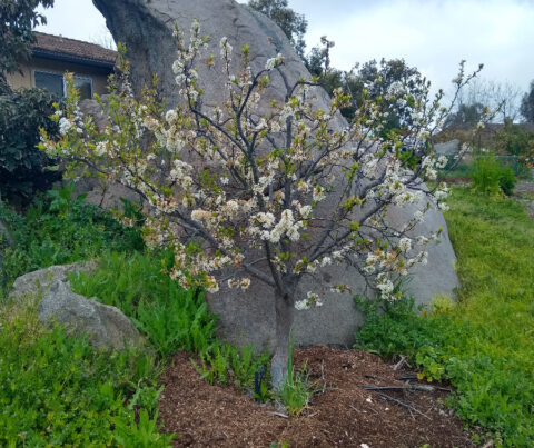 Growing multi-graft fruit trees - Greg Alder's Yard Posts: Southern ...