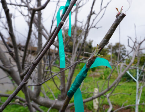 2025 Scion Exchanges (of the California Rare Fruit Growers) - Greg ...