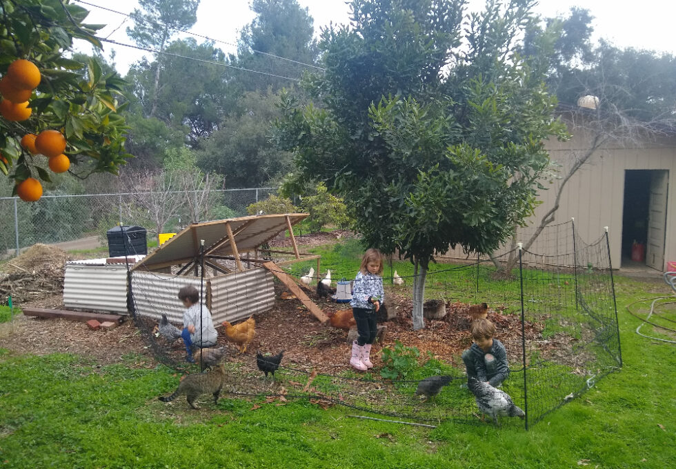 Backyard farming: Scaling up your garden - Greg Alder's Yard Posts ...