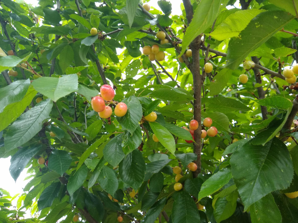 Cherry trees in Southern California - Greg Alder's Yard Posts: Southern ...