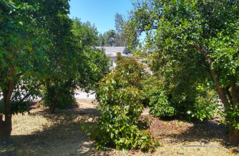 The importance of sun and water for avocado trees - Greg Alder's Yard ...