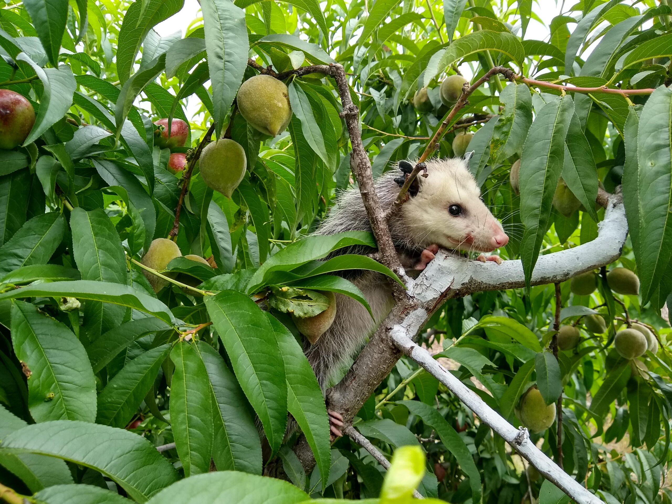 Talk on Fruit tree pests with CRFG South Bay - Greg Alder's Yard Posts ...