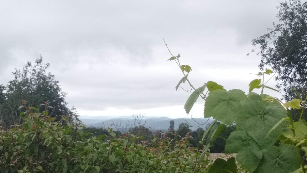 The grayest May? - Greg Alder's Yard Posts: Southern California food ...