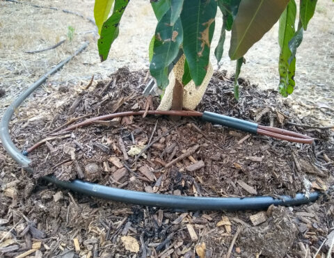 Kinking drip irrigation tubes to save time and water - Greg Alder's ...