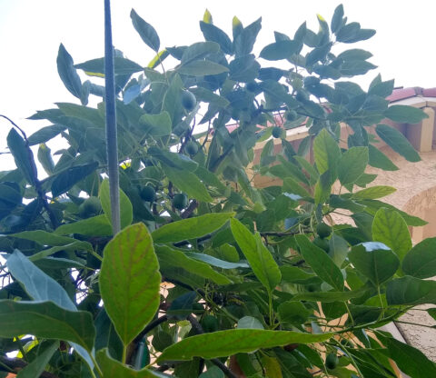 Growing avocado trees in containers - Greg Alder's Yard Posts: Southern ...