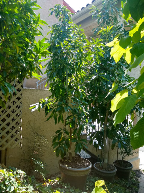 Growing avocado trees in containers - Greg Alder's Yard Posts: Southern ...