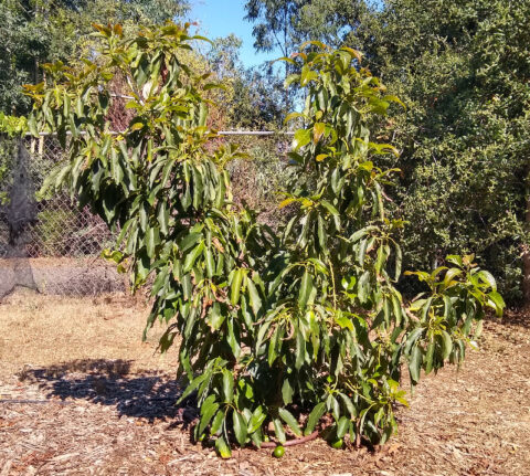 Growing avocado trees in containers - Greg Alder's Yard Posts: Southern ...