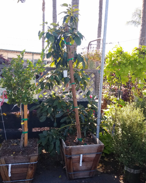 Growing avocado trees in containers - Greg Alder's Yard Posts: Southern ...