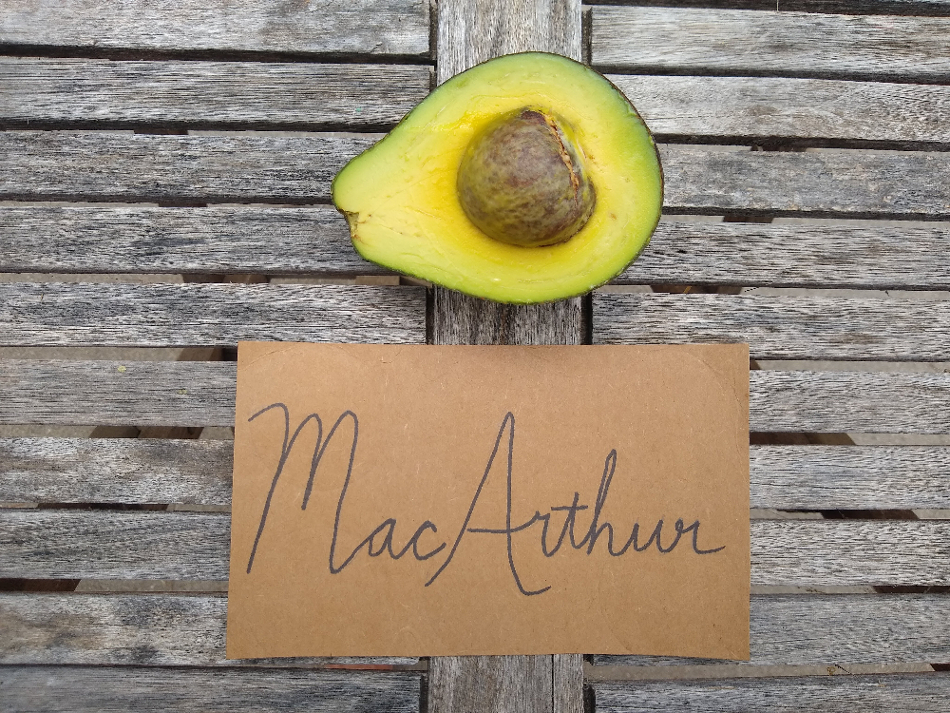 MacArthur avocado: a profile - Greg Alder's Yard Posts: Southern ...