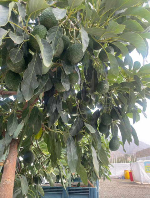 Growing avocado trees in containers - Greg Alder's Yard Posts: Southern ...