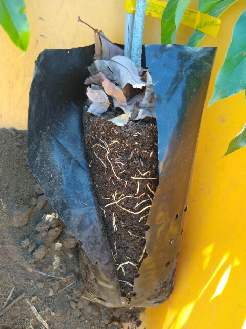 Growing avocado trees in containers - Greg Alder's Yard Posts: Southern ...