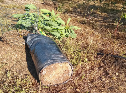Growing avocado trees in containers - Greg Alder's Yard Posts: Southern ...