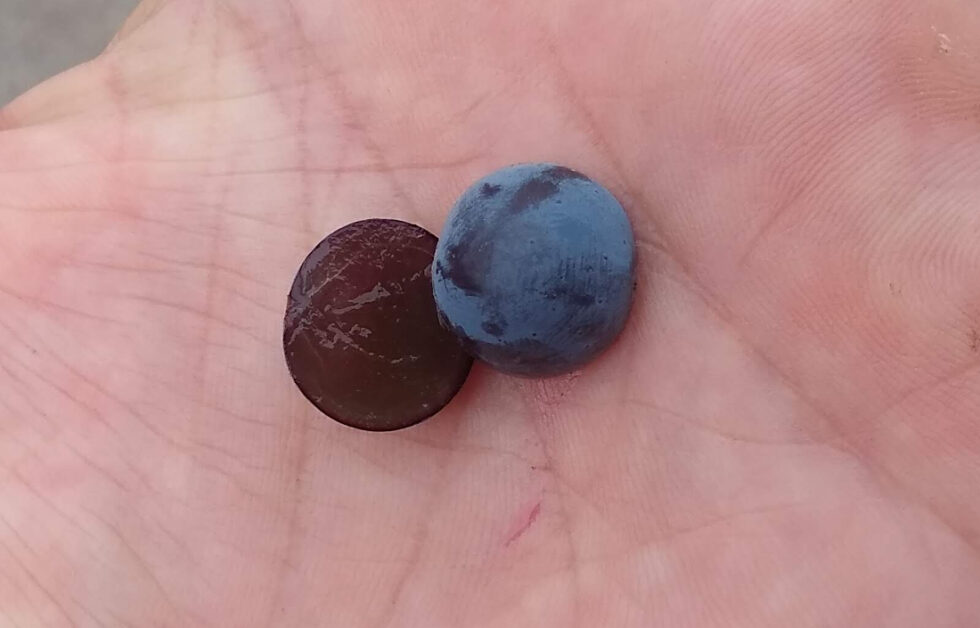 Blueberry grape variety: a profile - Greg Alder's Yard Posts: Southern ...