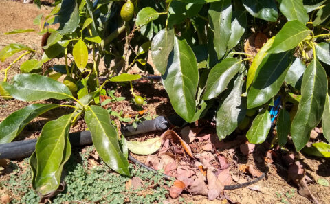 Drip irrigation on newly planted avocado trees - Greg Alder's Yard ...
