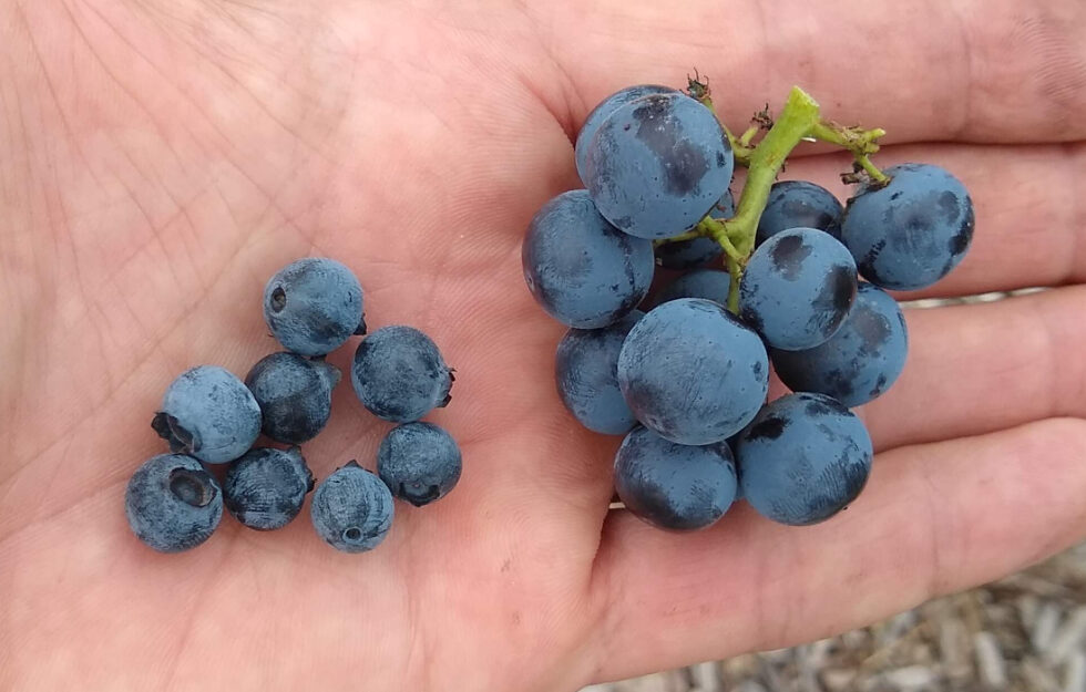Blueberry grape variety: a profile - Greg Alder's Yard Posts: Southern ...