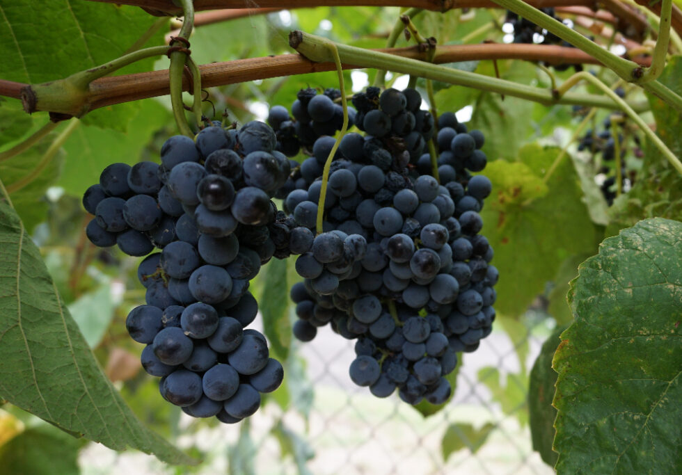 2025 Scion Exchanges (of the California Rare Fruit Growers) - Greg ...