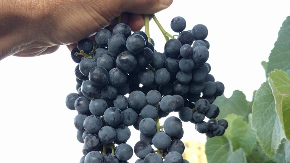 Blueberry grape variety: a profile - Greg Alder's Yard Posts: Southern ...