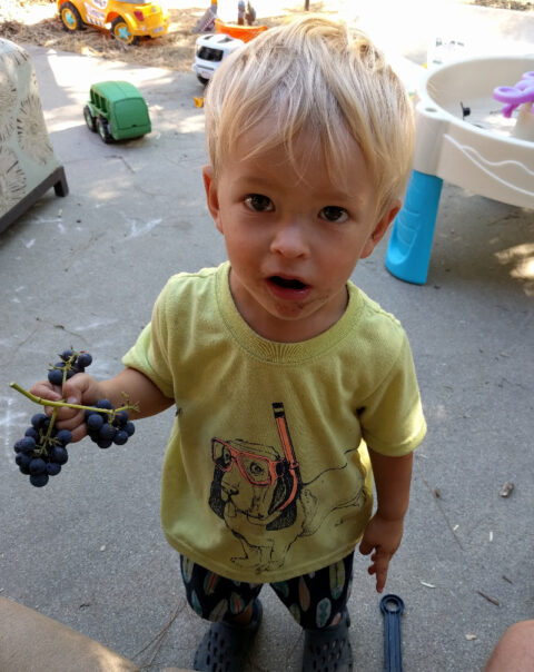 Blueberry grape variety: a profile - Greg Alder's Yard Posts: Southern ...