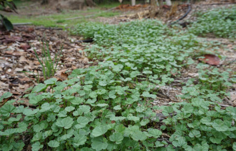 Common garden weeds in Southern California - Greg Alder's Yard Posts ...