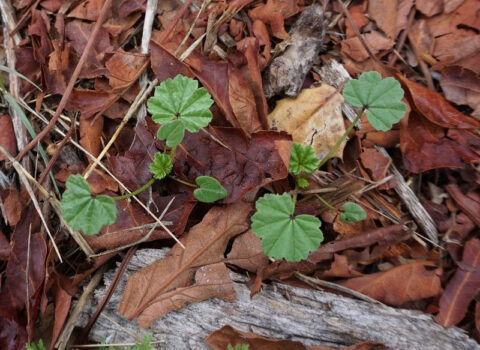 Common garden weeds in Southern California - Greg Alder's Yard Posts ...