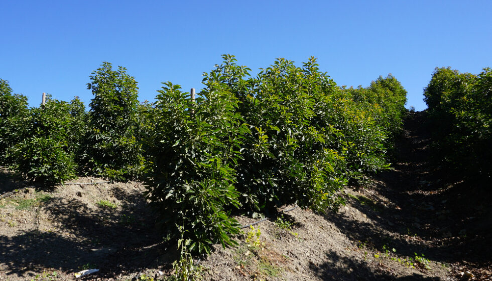 Avocado Day Slideshow - Greg Alder's Yard Posts: Southern California ...
