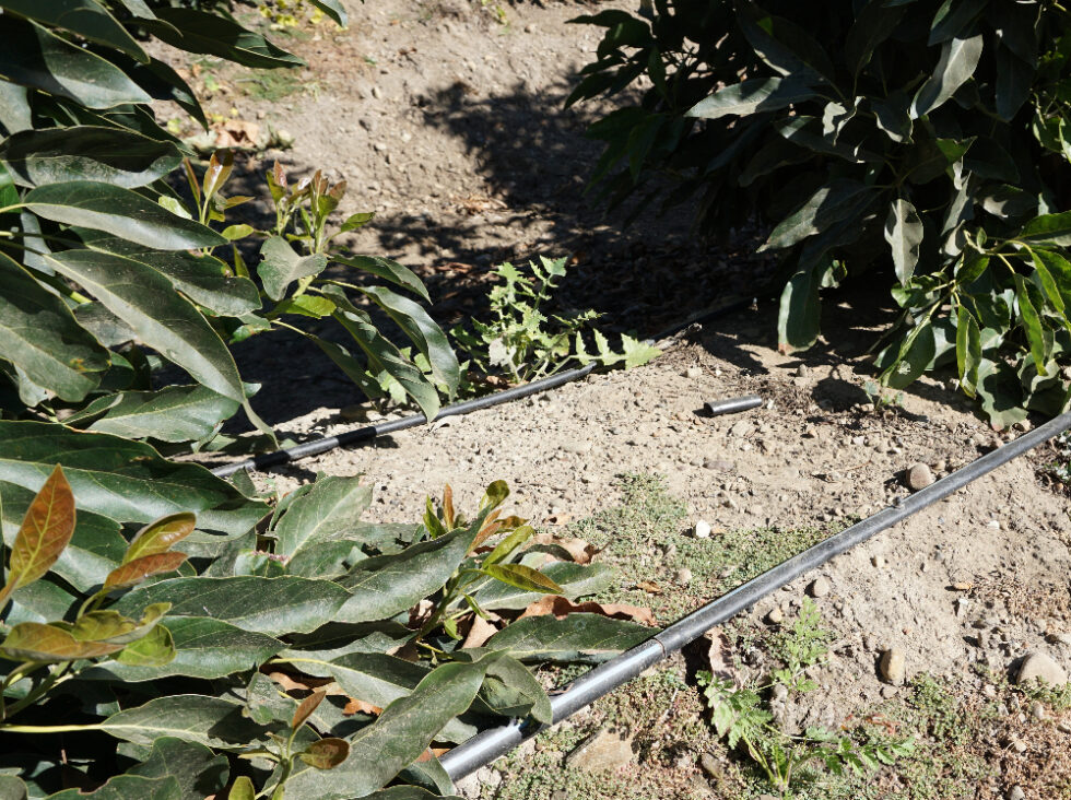 Avocado Day Slideshow - Greg Alder's Yard Posts: Southern California ...