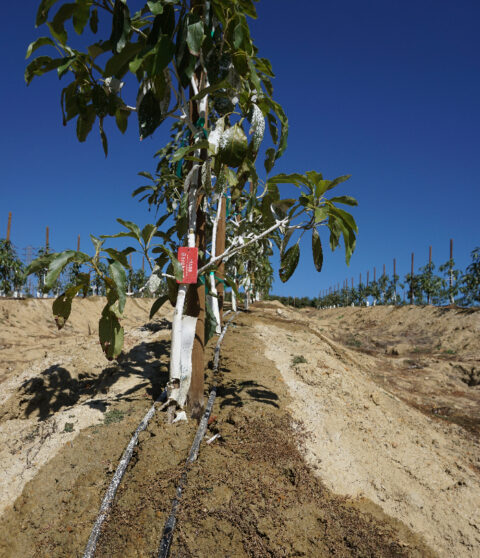Avocado Day Slideshow - Greg Alder's Yard Posts: Southern California ...