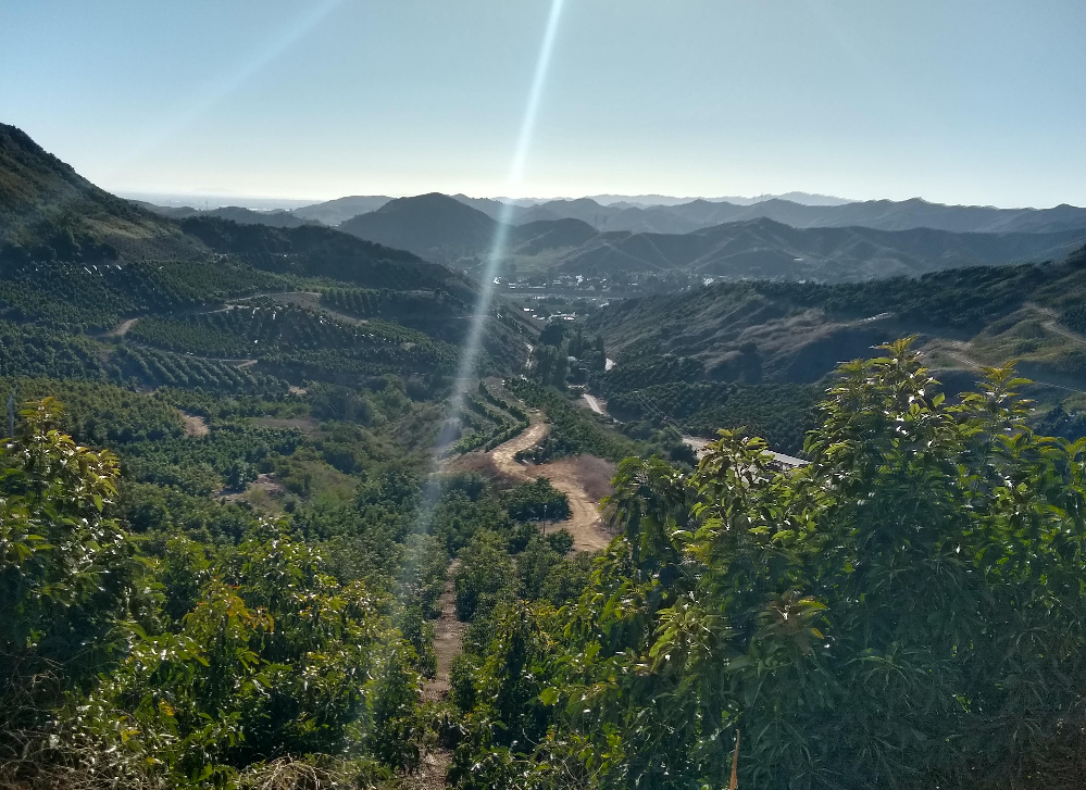 Avocado Day Slideshow - Greg Alder's Yard Posts: Southern California ...